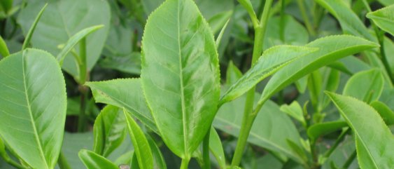 Tea 101 - Learn all about tea and herbal infusions! | Teatulia